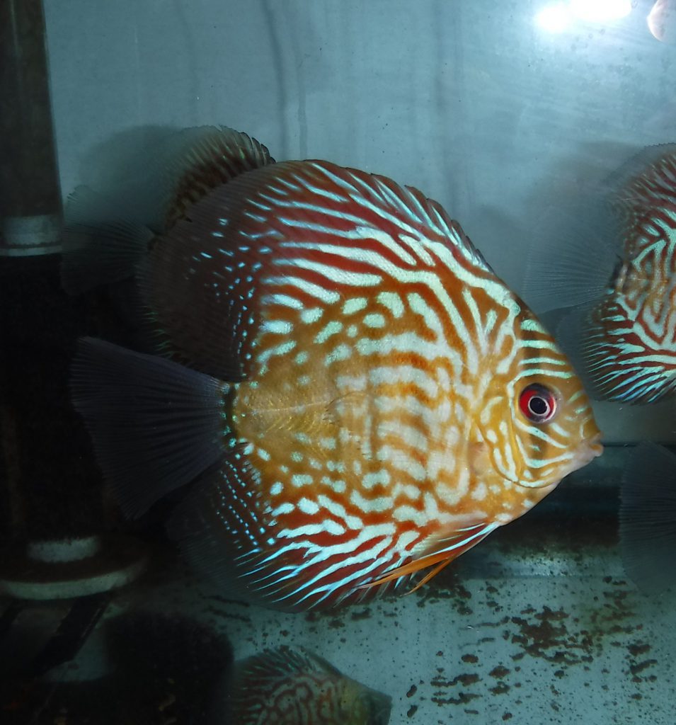 Red Turquoise - Discus Co.