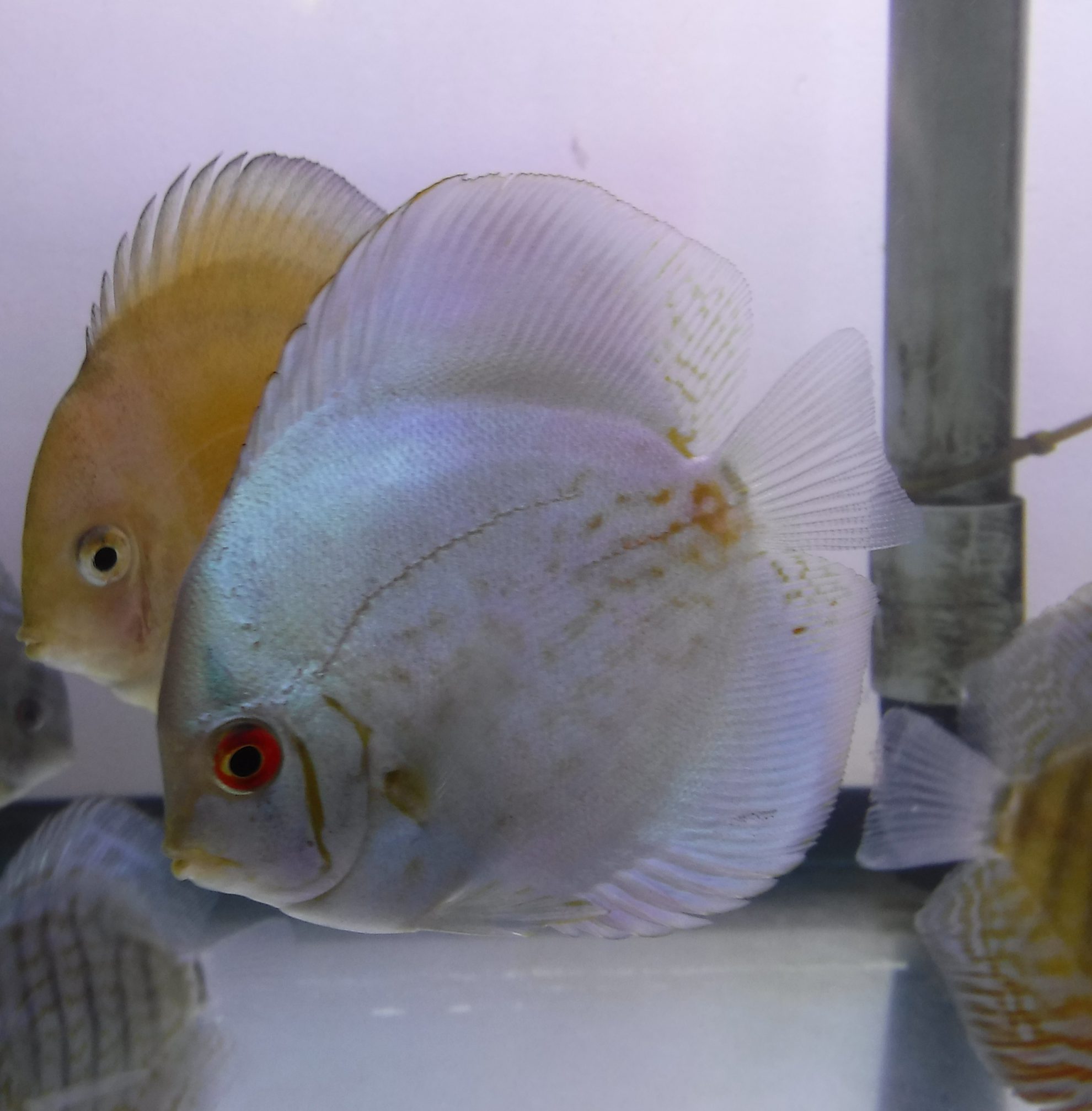 Blue Angel - Discus Co.