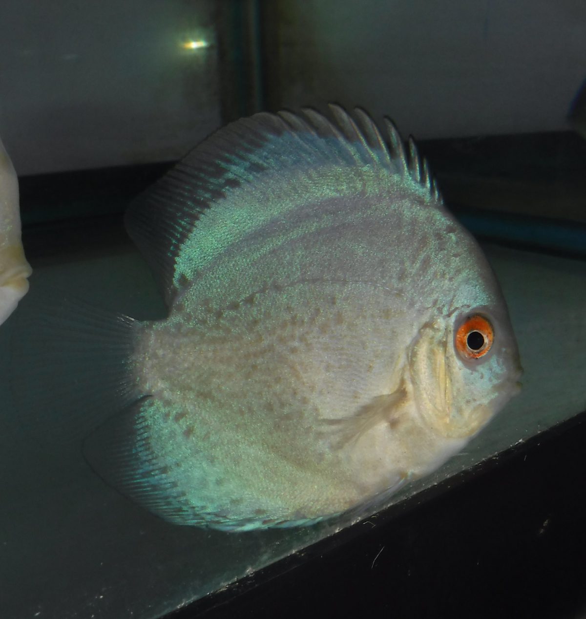 Blue Scorpion - Discus Co.