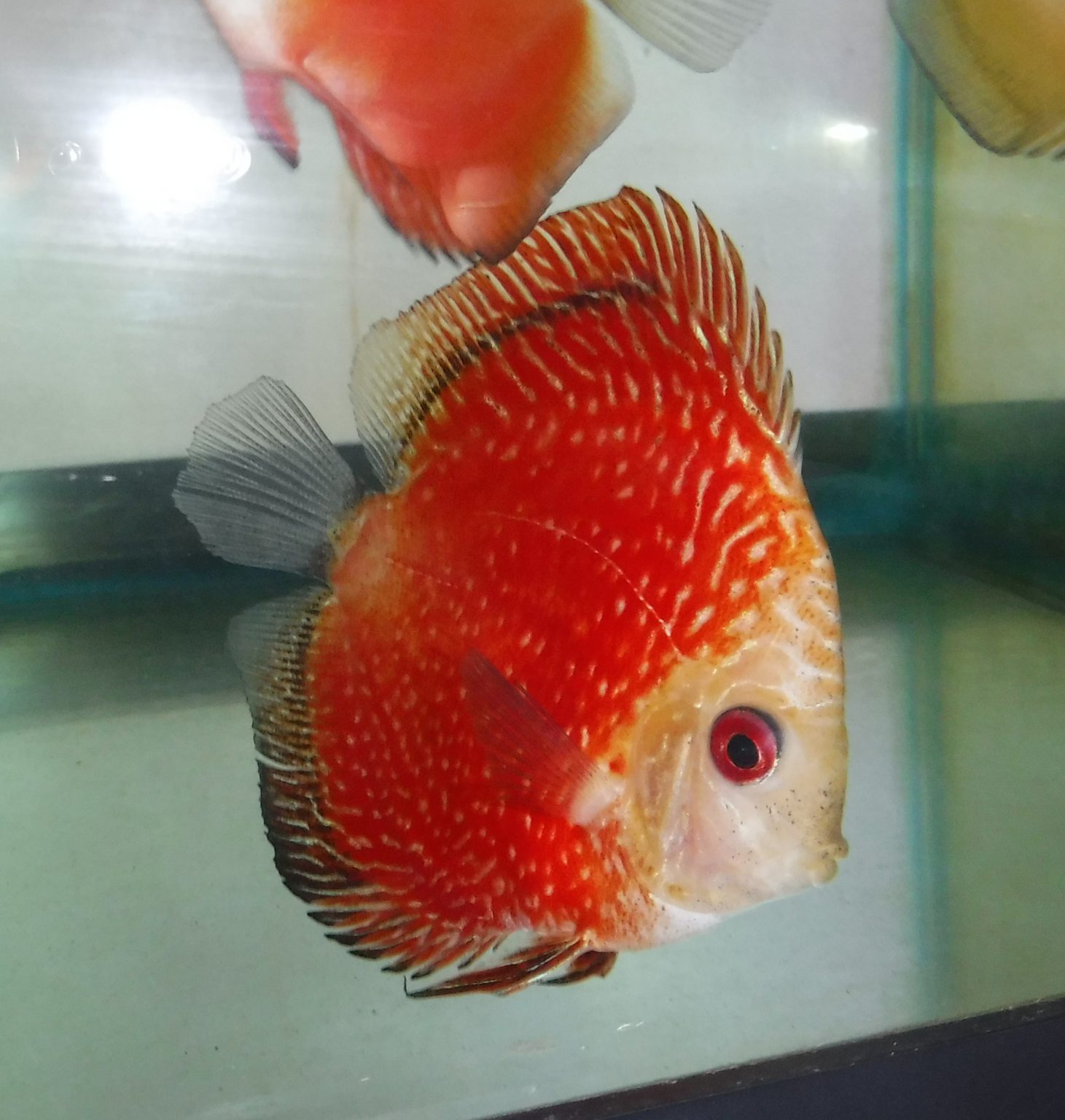 Pigeon Snakeskin – Discus Co.
