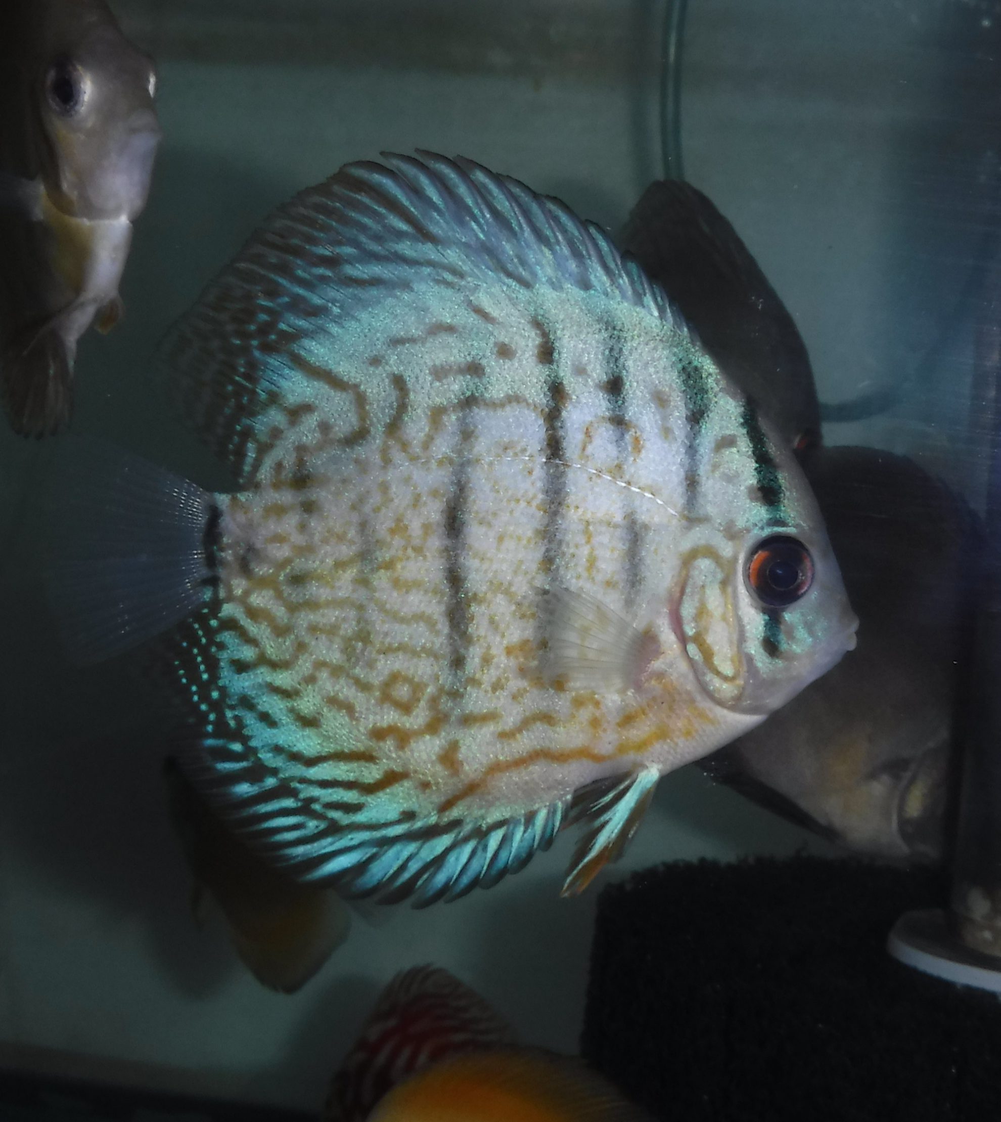 Blue Turquoise – Discus Co.