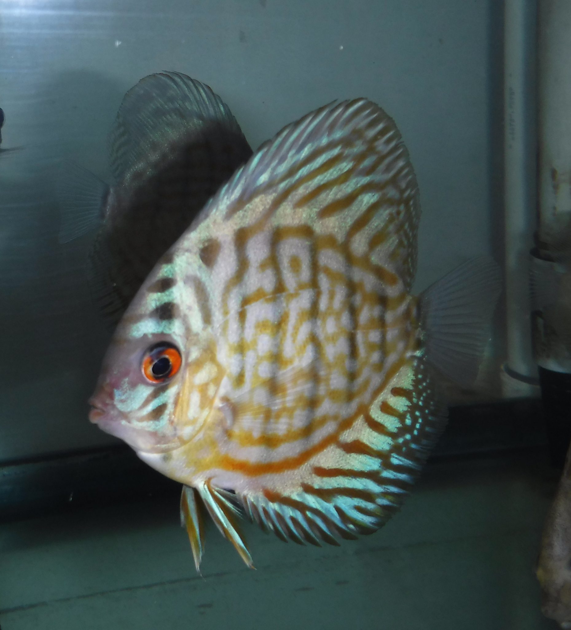 Penang Eruption - Discus Co.
