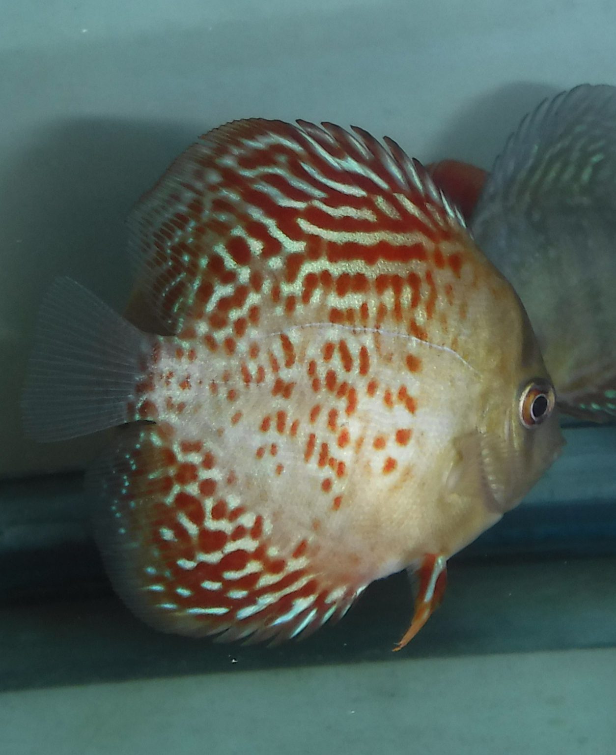 Red Spotted Green - Discus Co.