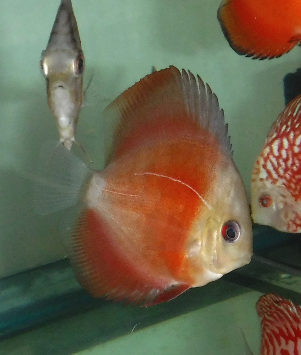 San Merah - Discus Co.